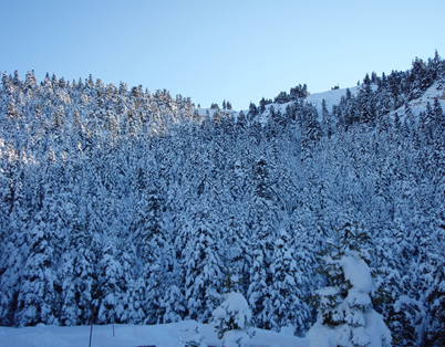 Λιδωρίκι: ΤΟ ΠΡΩΤΟ ΧΡΙΣΤΟΥΓΕΝΝΙΑΤΙΚΟ ΔΕΝΤΡΟ ΣΤΟ ΛΙΔΟΡΙΚΙ